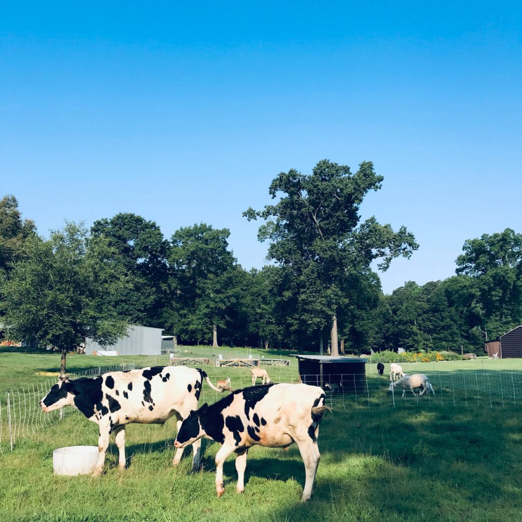 Home | Rehoboth Farm Suffolk